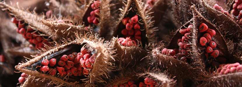 Benefits of Annatto And Its Side Effects | Lybrate