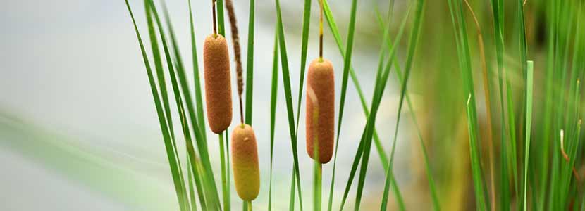 Benefits of Cattail And Its Side Effects | Lybrate