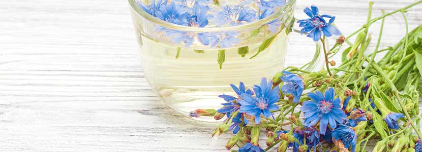 Chicory (Kasni) Benefits And Its Side Effects | Lybrate