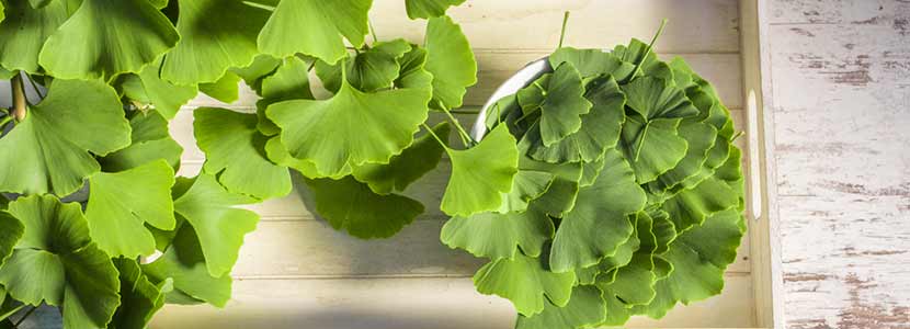 Ginkgo Biloba Benefits And Its Side Effects | Lybrate