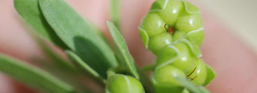 Lodhra Benefits And Its Side Effects | Lybrate