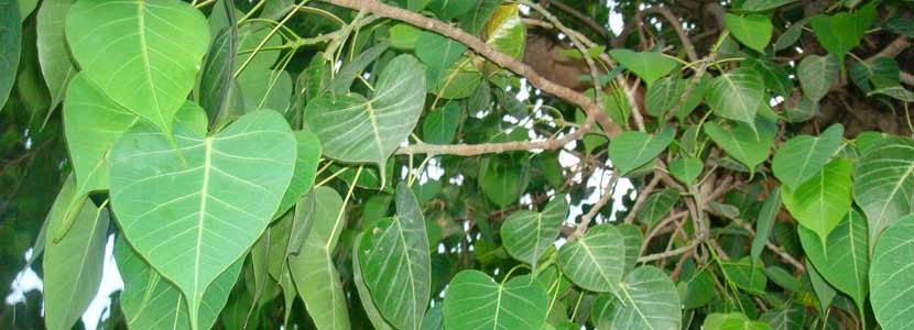 Peepal Tree Health Benefits | Lybrate