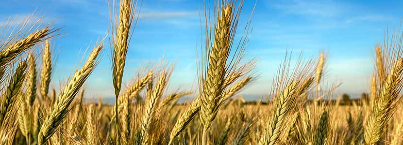 Rye Benefits And Its Side Effects | Lybrate