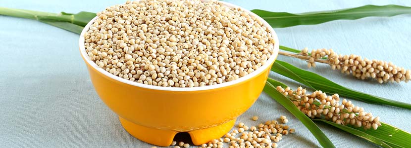 Benefits of Sorghum And Its Side Effects | Lybrate