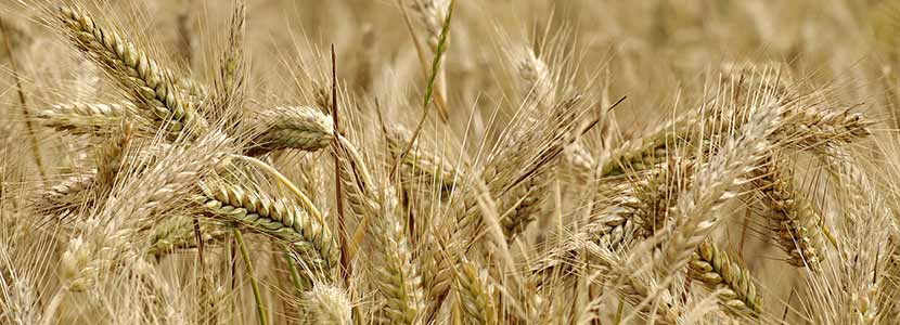 Benefits of Triticale And Its Side Effects | Lybrate