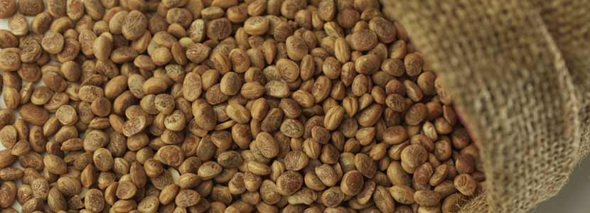 Chironji Benefits And Its Side Effects | Lybrate