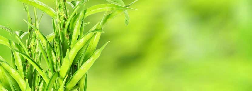 Cluster Beans (Gawar Phali) Benefits And Its Side Effects | Lybrate