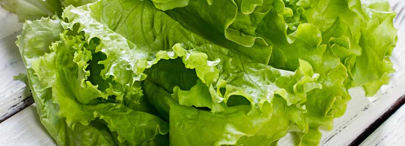 Lettuce (Salad Patta) Benefits And Its Side Effects | Lybrate