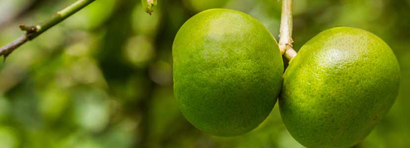 Sweet Lime (Mosambi Fruit) Juice Benefits | Lybrate