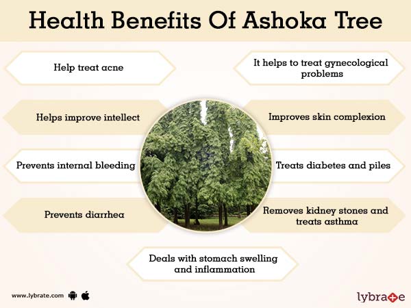 Ashoka Tree Uses Benefits And Its Side Effects | Lybrate