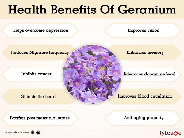 Benefits of Geranium Oil And Its Side Effects | Lybrate