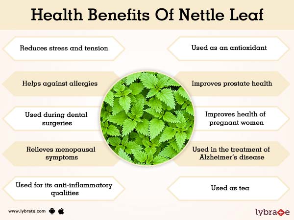 Nettle Leaf Benefits And Its Its Side Effects | Lybrate