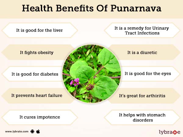 Punarnava Benefits And Its Side Effects | Lybrate