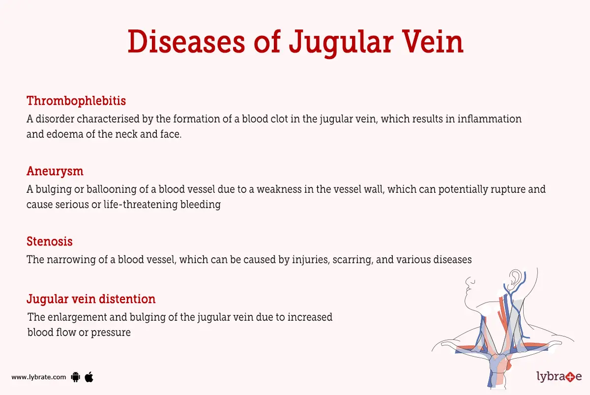 Jugular Vein (Human Anatomy): Image, Functions, Diseases and Treatments