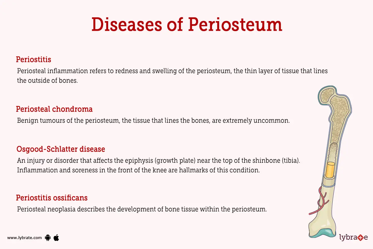 Periosteum (Human Anatomy): Image, Functions, Diseases and Treatments