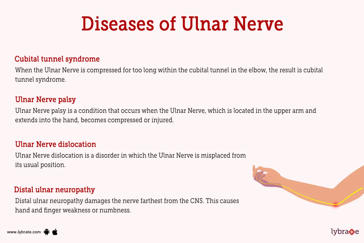 Ulnar Nerve (Human Anatomy): Image, Functions, Diseases and Treatments