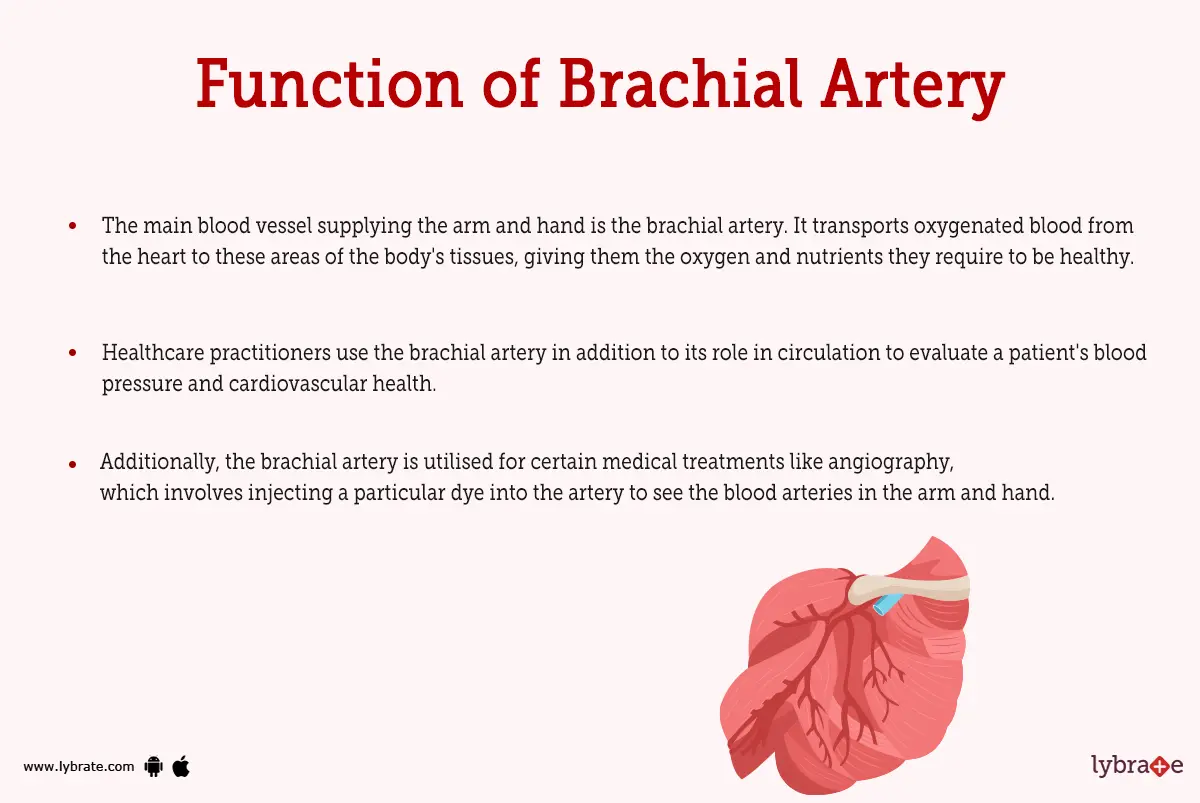 Brachial Artery (Human Anatomy): Image, Functions, Diseases and Treatments