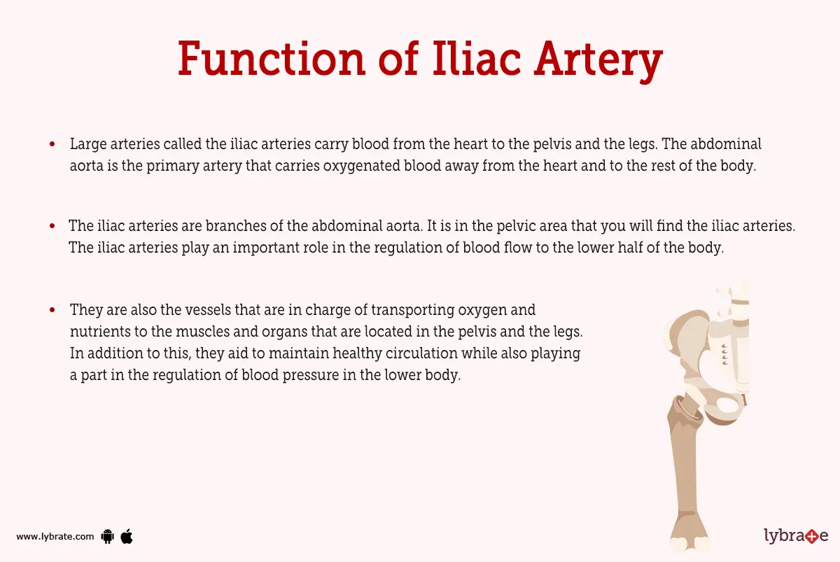 Iliac Artery (Human Anatomy): Image, Functions, Diseases and Treatments