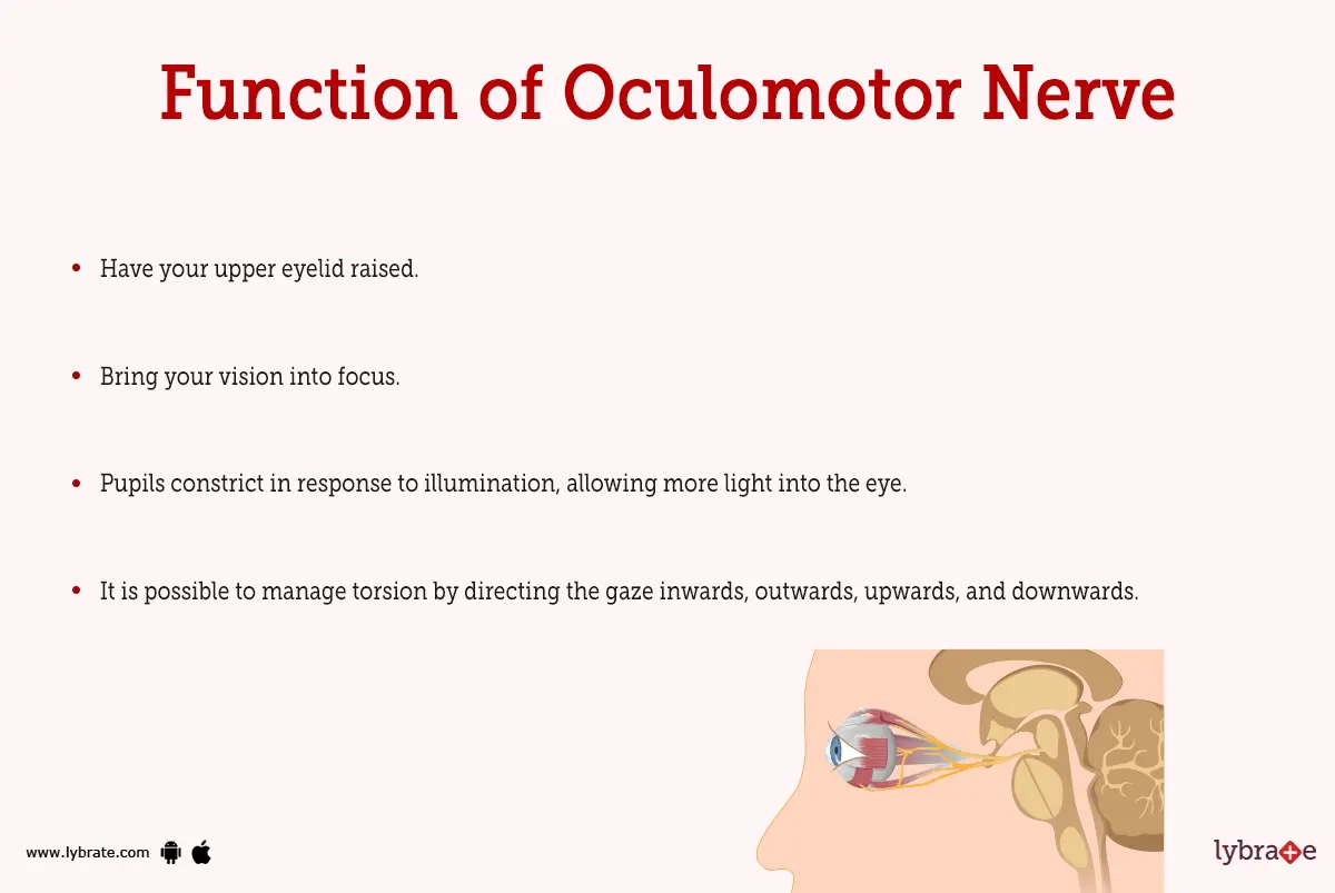 Oculomotor (Human Anatomy): Image, Functions, Diseases and Treatments