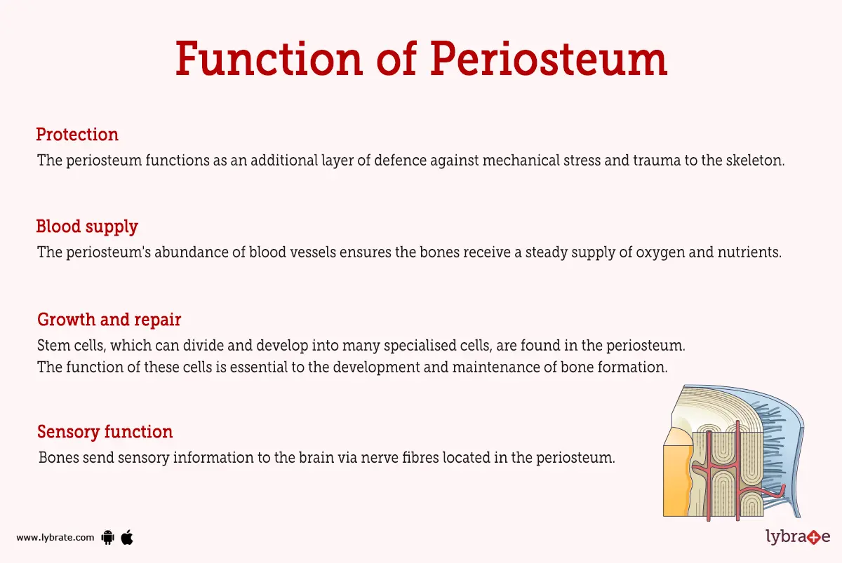 Periosteum (Human Anatomy): Image, Functions, Diseases and Treatments