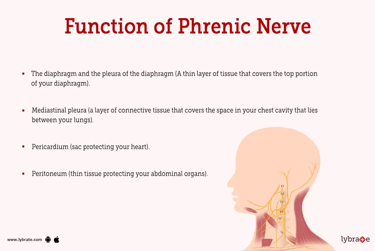Phrenic Nerve (Human Anatomy): Image, Functions, Diseases and Treatments Phrenic Nerve (Human Anatomy): Image, Functions, Diseases and Treatments