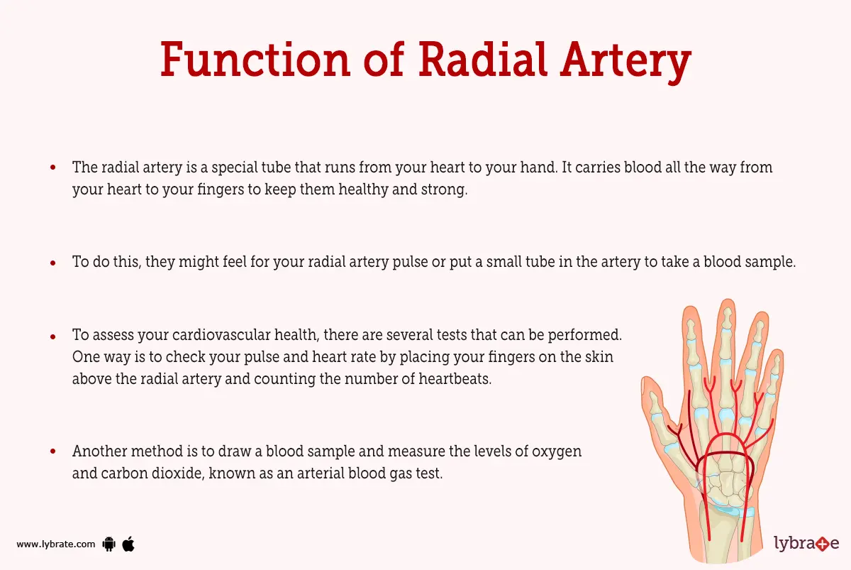 Radial Artery (Human Anatomy): Image, Functions, Diseases and Treatments