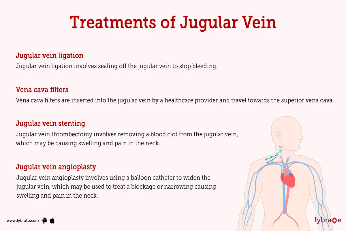 Jugular Vein (Human Anatomy): Image, Functions, Diseases and Treatments