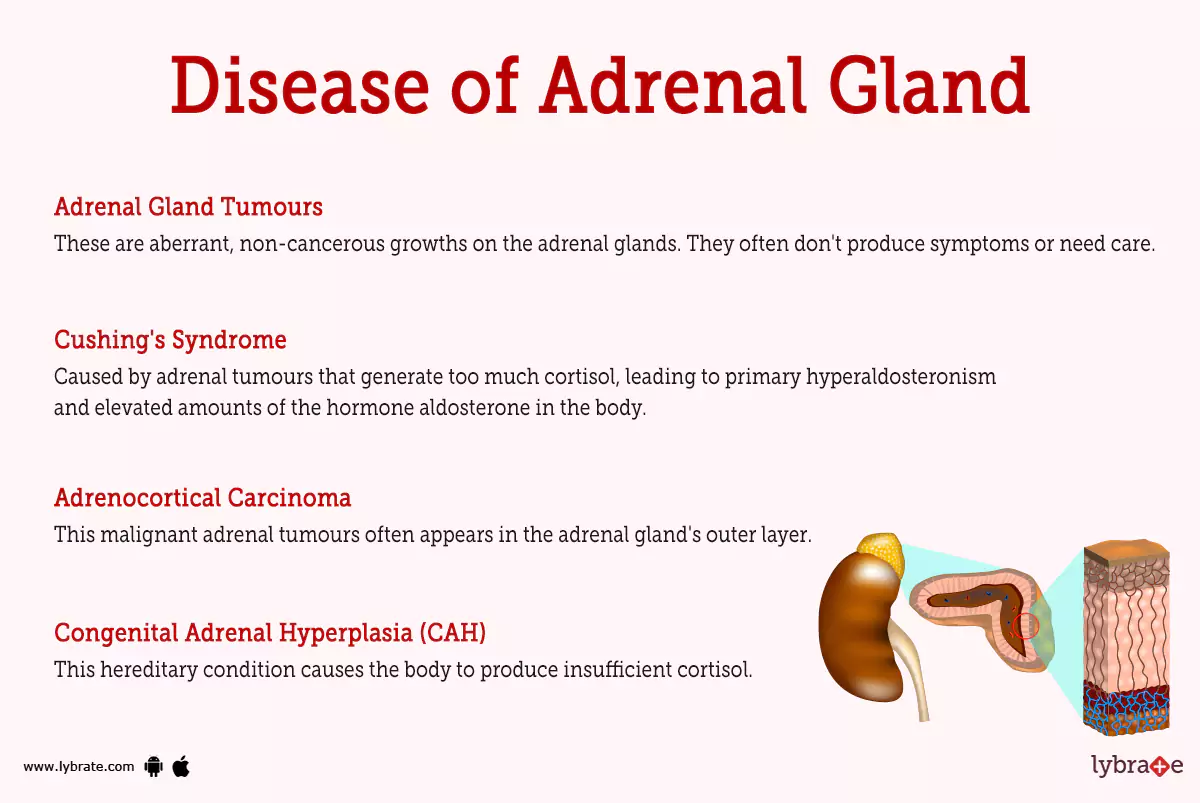 Adrenal (Human Anatomy): Picture, Functions, Diseases, and Treatments