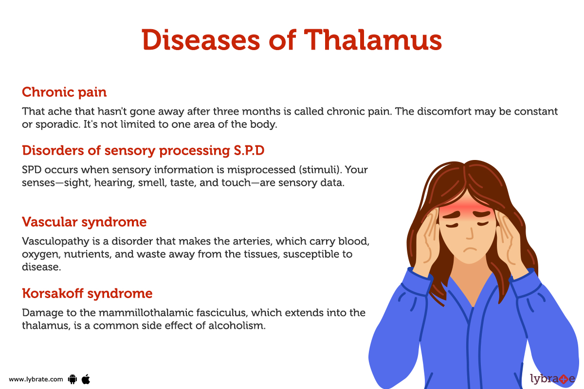 Thalamus (Human Anatomy): Picture, Functions, Diseases, and Treatments
