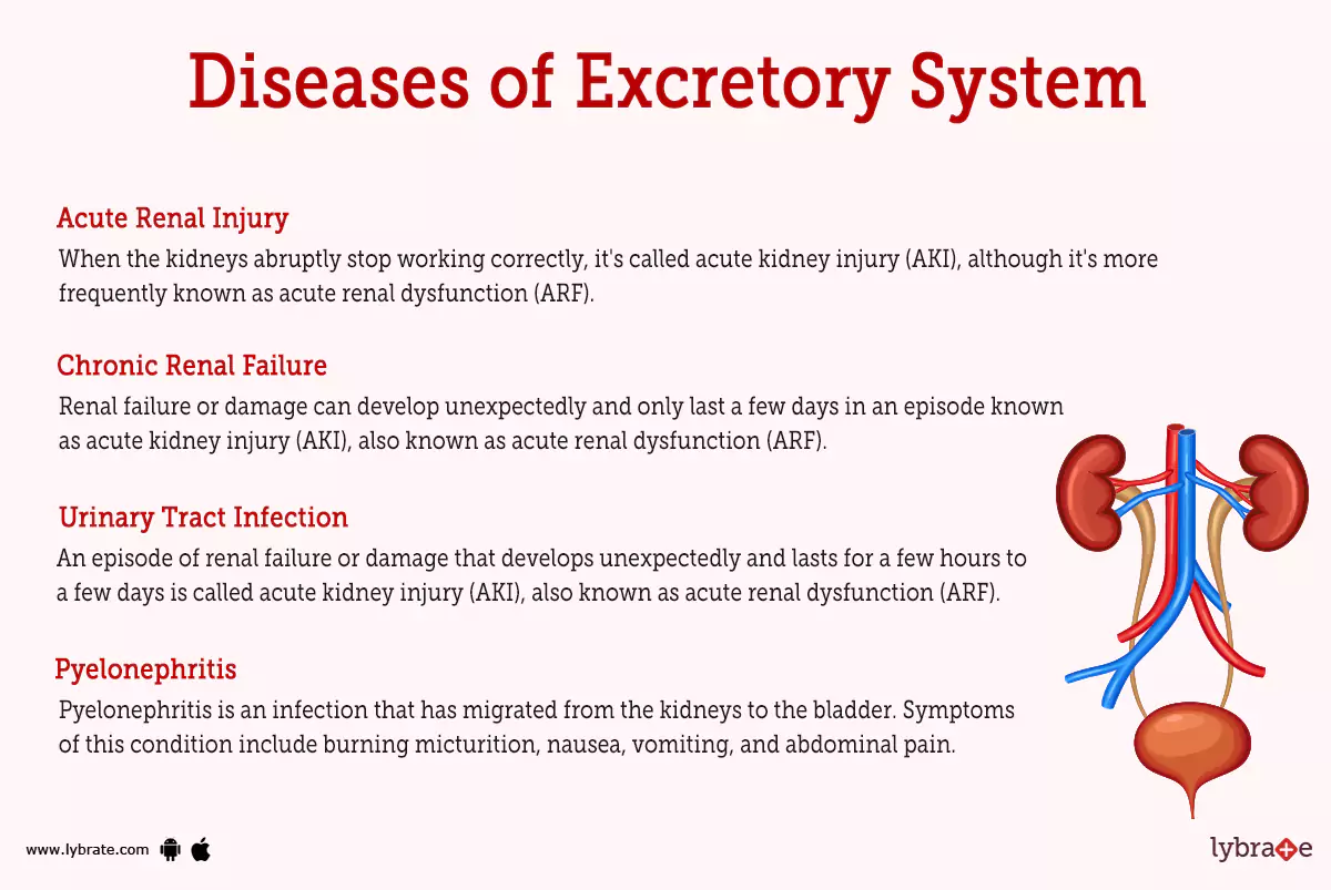 Excretory System (Human Anatomy): Picture, Functions, Diseases, and ...