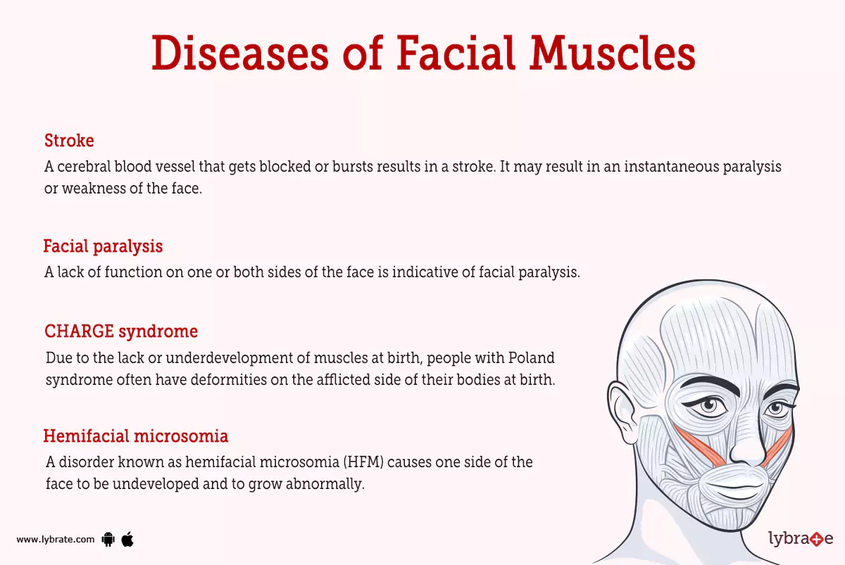 Facial Muscles (Human Anatomy): Image, Functions, Diseases and Treatments