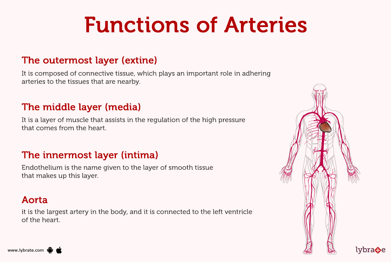 Arteries (Human Anatomy): Picture, Definition, Diseases, & More