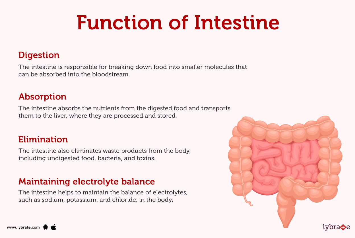 Intestines Anatomy Picture Function Location Conditions