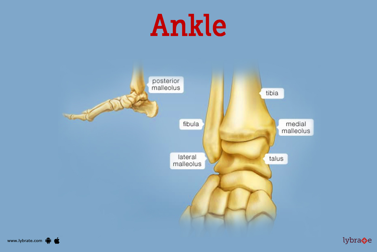 Ankle (Human Anatomy): Picture, Function, Diseases, & More
