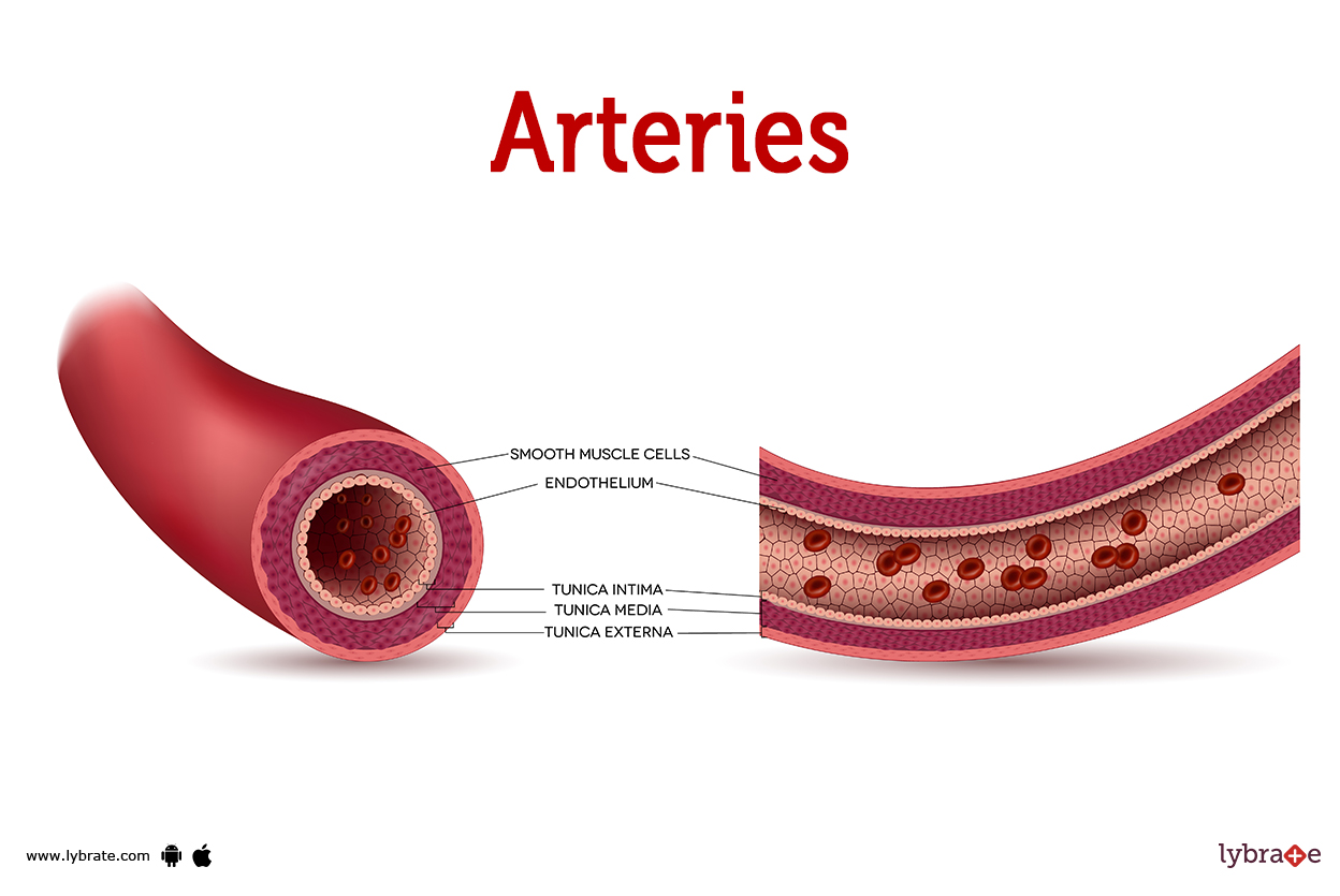 Understanding Arteries: Your Bodys Highways
