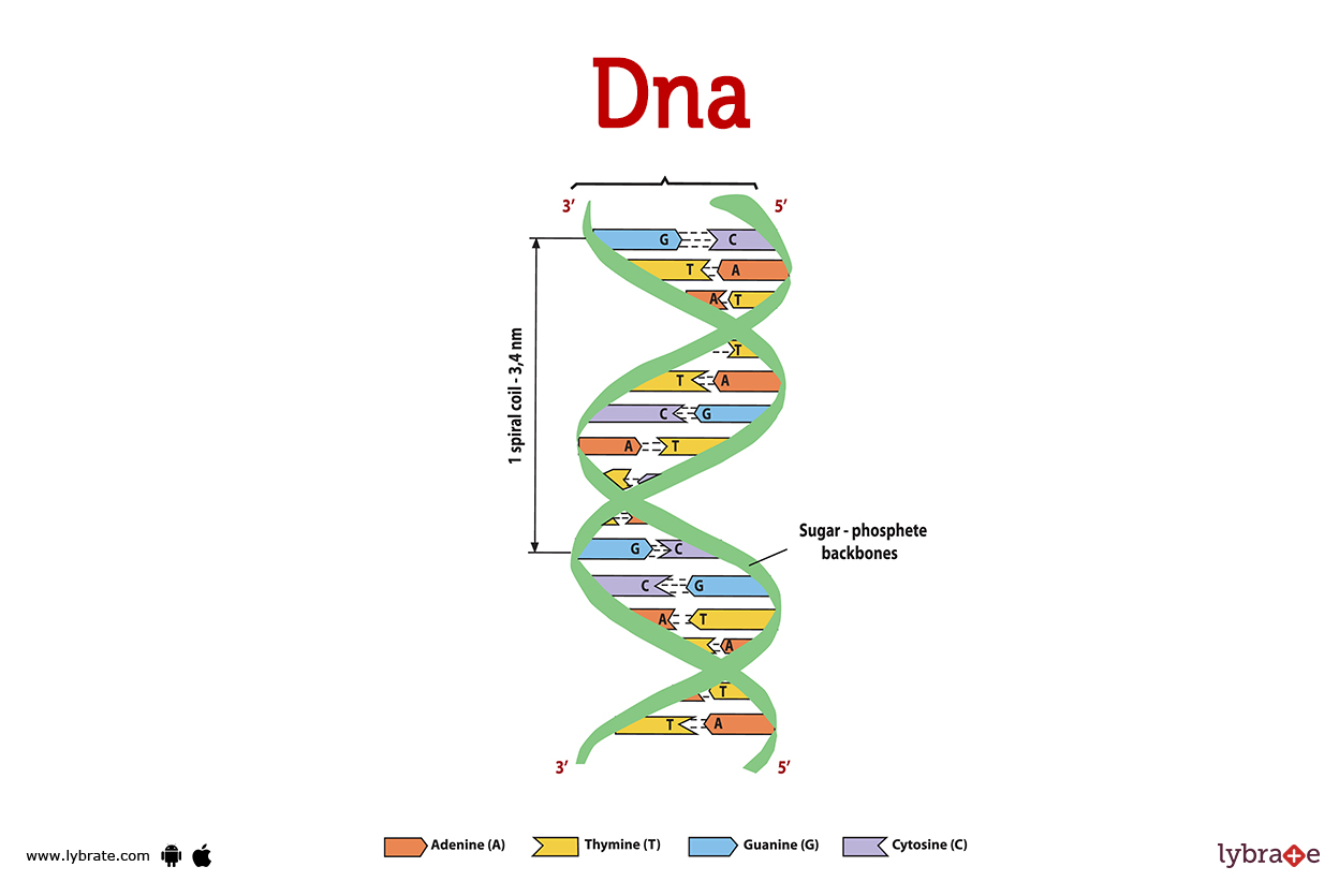 DNA Genes and Chromosomes (Human Anatomy): Image, Functions, Diseases ...