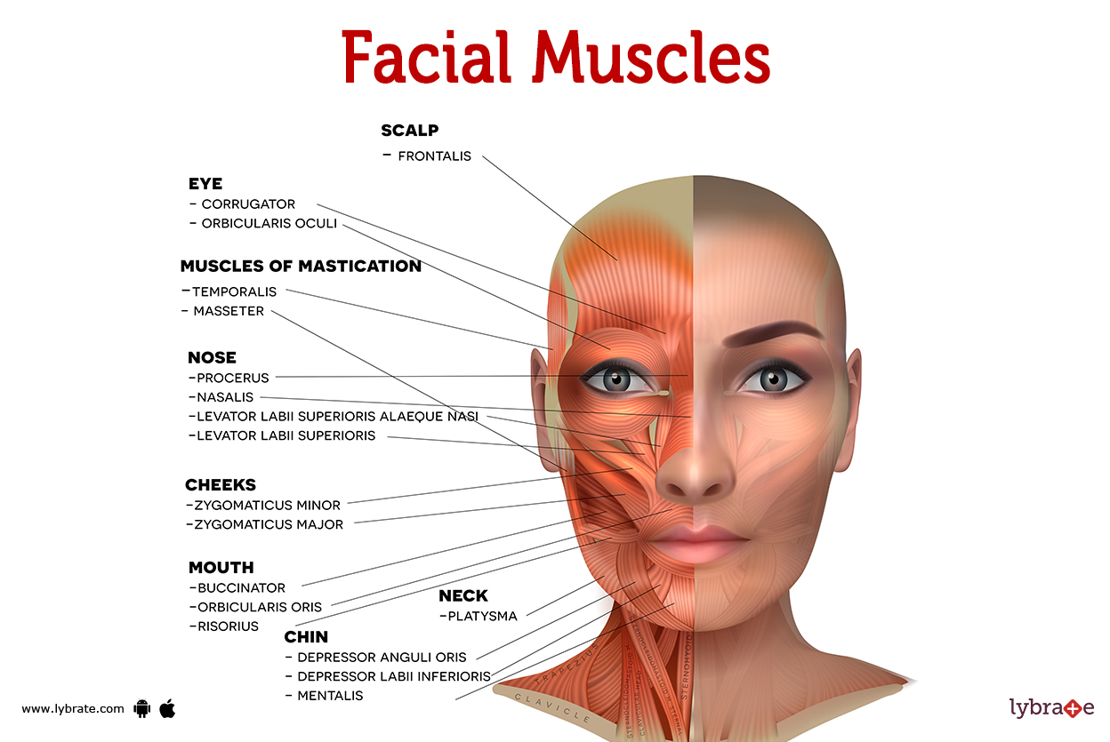 Facial Muscles Human Anatomy Image Functions Diseases And Treatments