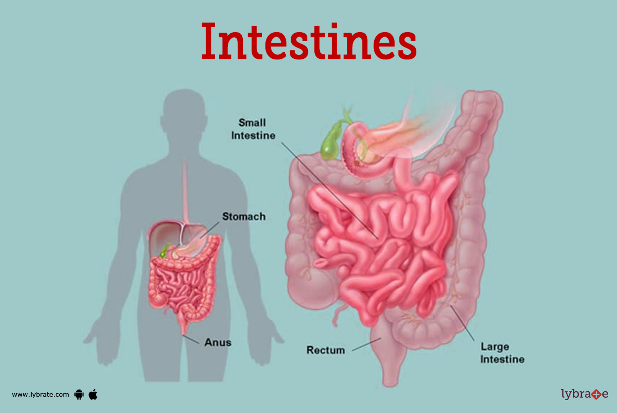 Intestines (Anatomy): Picture, Function, Location, Conditions
