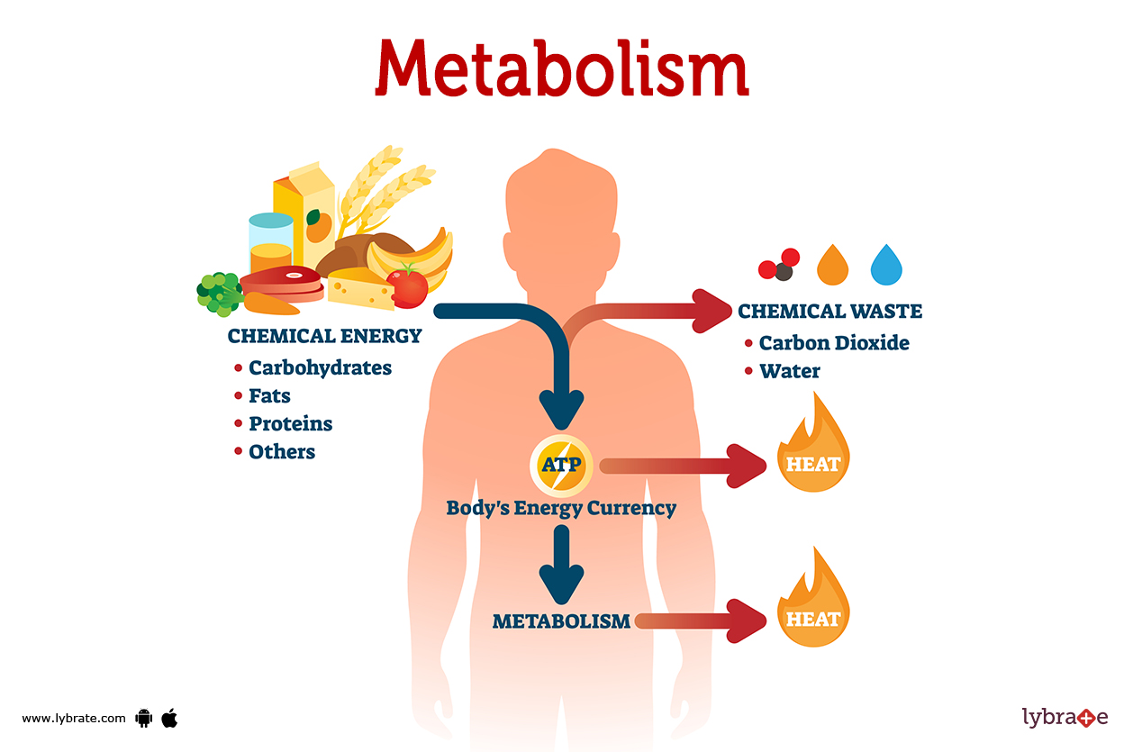 Metabolism (Human Anatomy): Picture, Functions, Diseases, and Treatments