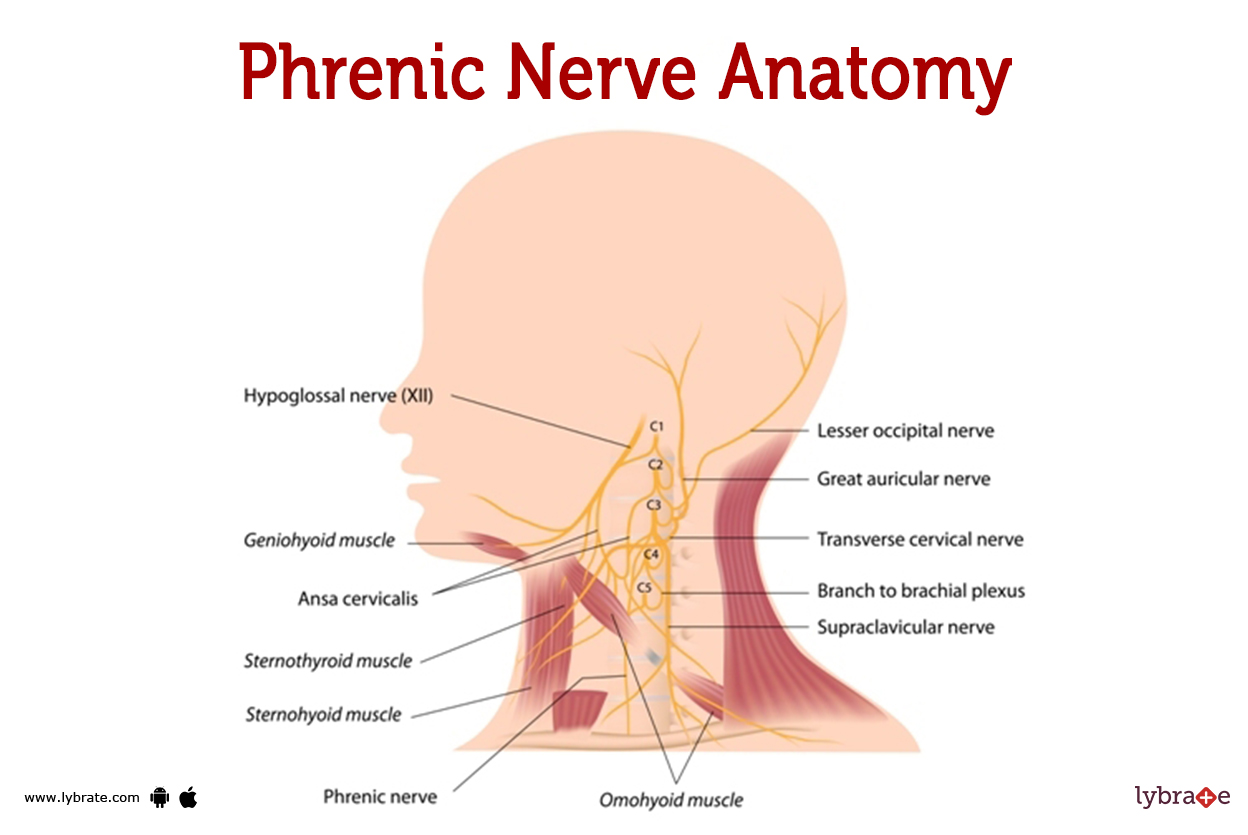 Phrenic Nerve Human Anatomy Image Functions Diseases And Treatments