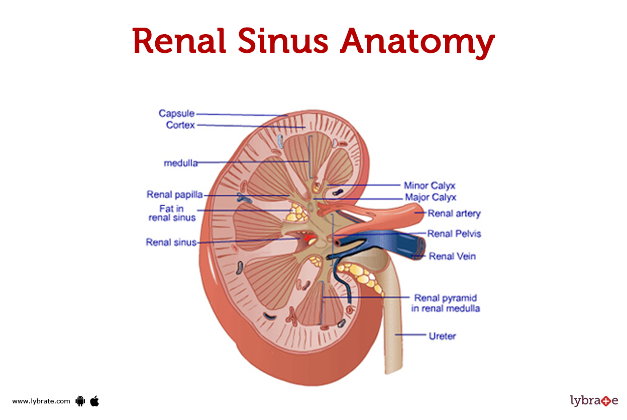Renal Sinus (Human Anatomy): Image, Functions, Diseases and Treatments