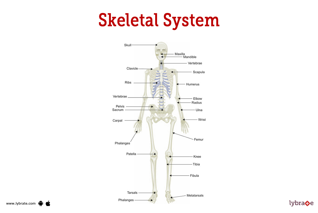 Skeletal System (Human Anatomy): Picture, Functions, Diseases, and ...