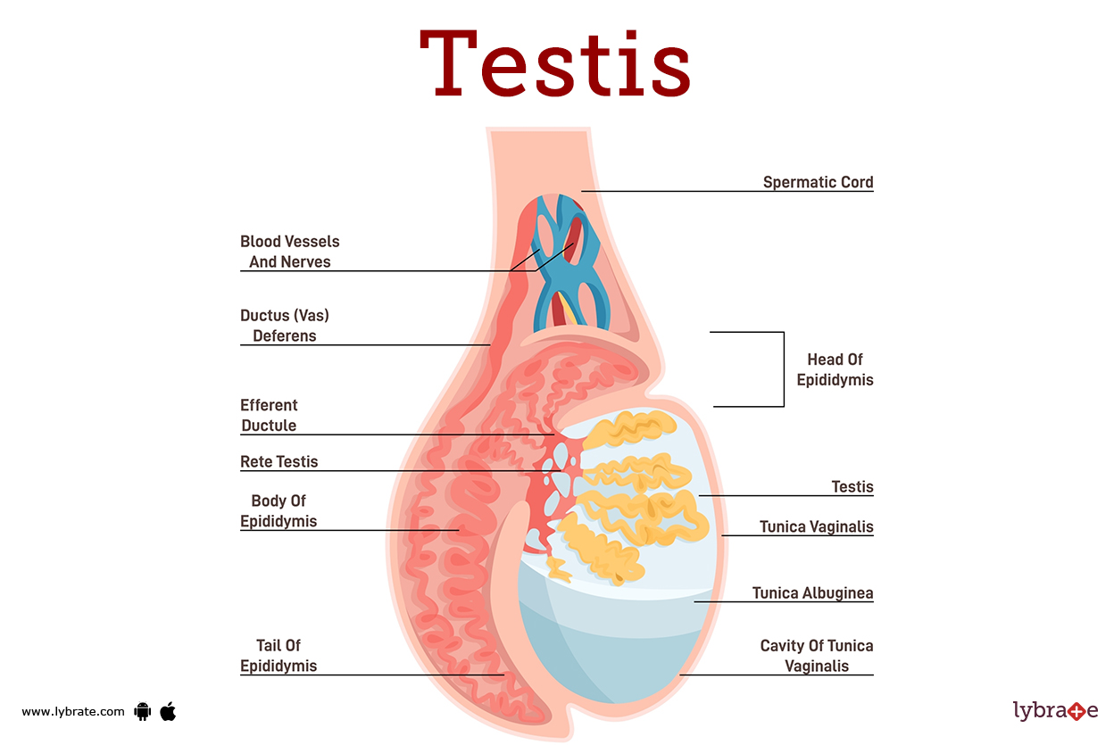 Testis Male Anatomy Image Function Diseases And Treatments