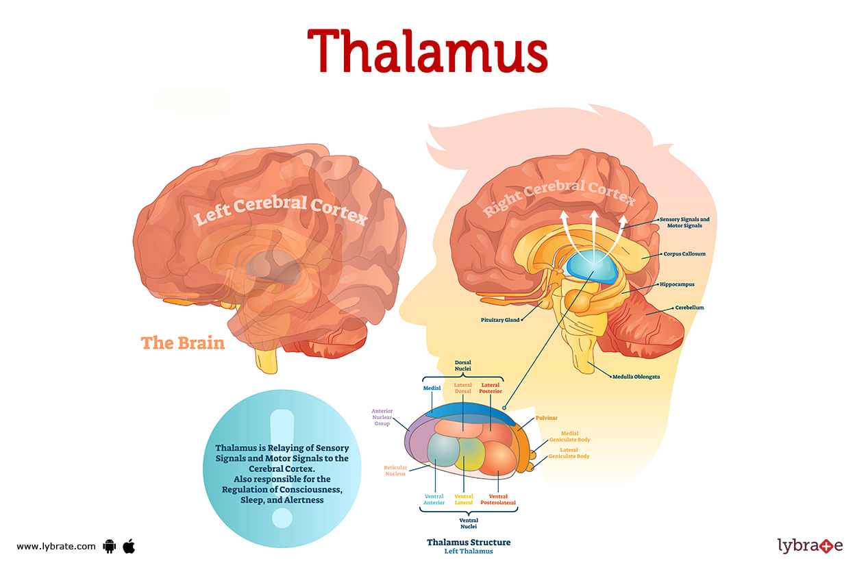 Thalamus Human Anatomy Picture Functions Diseases And Treatments