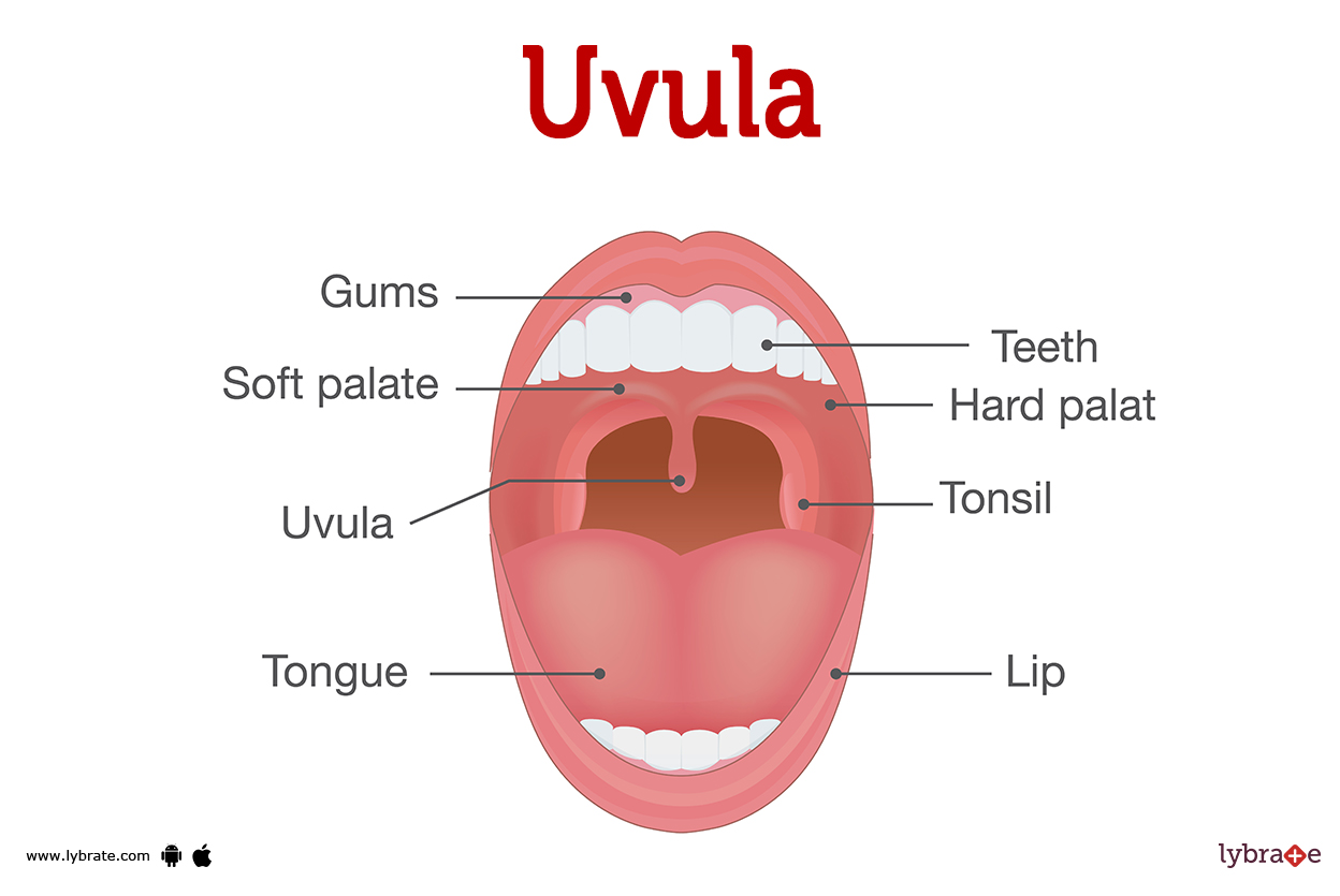 Uvula (Human Anatomy): Image, Functions, Diseases and Treatments