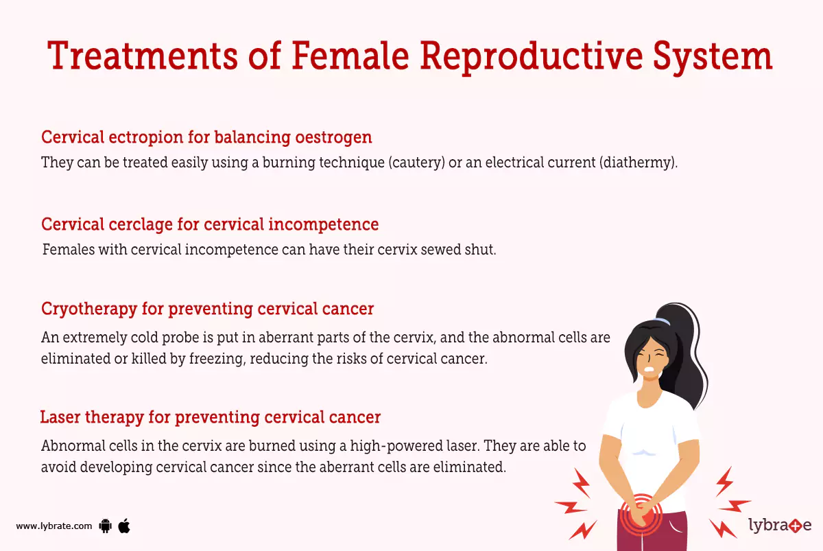 Female Reproductive System (Human Anatomy): Picture, Functions ...