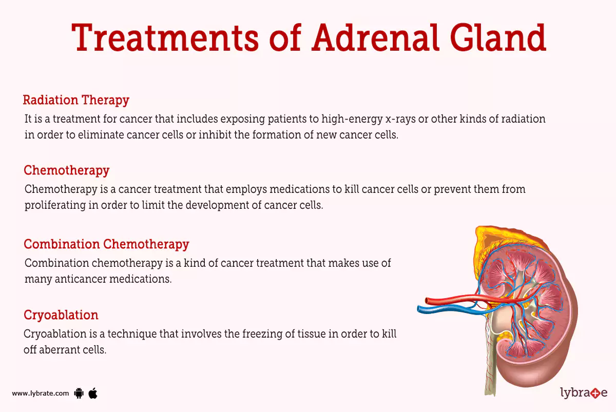 Adrenal (Human Anatomy): Picture, Functions, Diseases, and Treatments