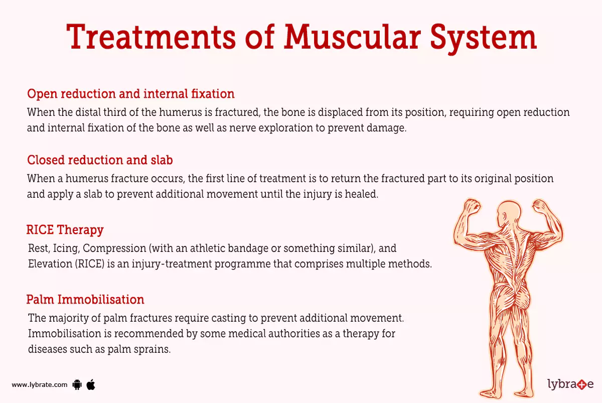 Muscular System (Human Anatomy): Picture, Functions, Diseases, and ...