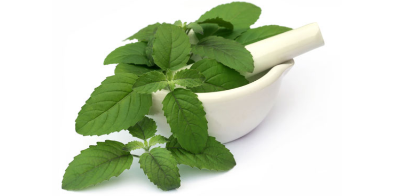 Health Benefits and Medicinal Uses of Tulsi