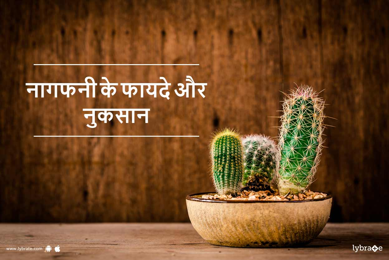 Nagfani ke Fayde in Hindi - नागफनी के फायदे और नुकसान - By Dr. Sanjeev ...